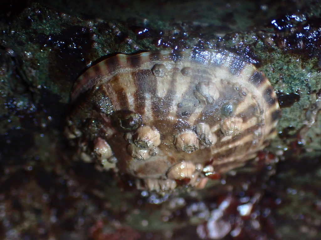 Plate Limpet from Humboldt County, CA, USA on March 22, 2026 at 07:48 ...