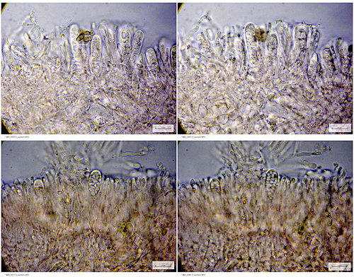 Orbilia euonymi · iNaturalist