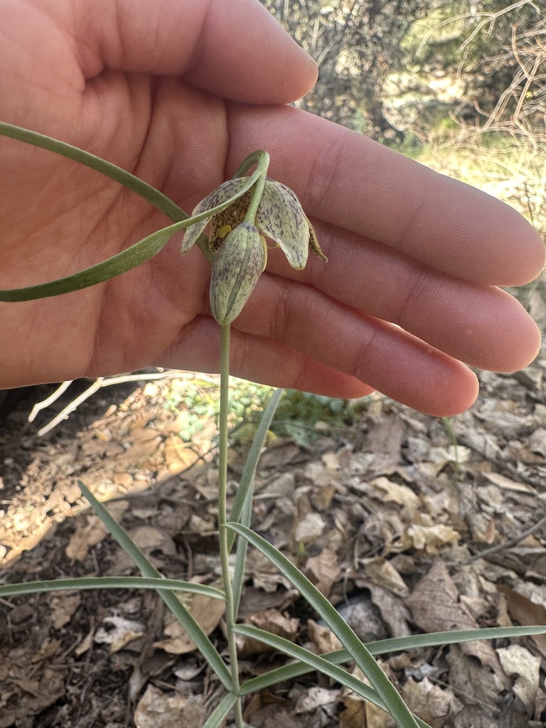 spotted fritillary from Galiuro Wilderness, Willcox, AZ, US on March 21 ...