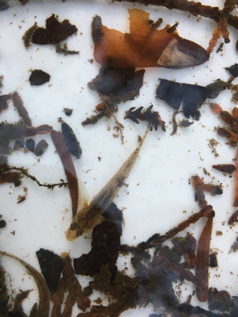 Lizard Goby from 日本、〒190-0162 東京都あきる野市三内 on March 17, 2026 at 05:00 PM ...