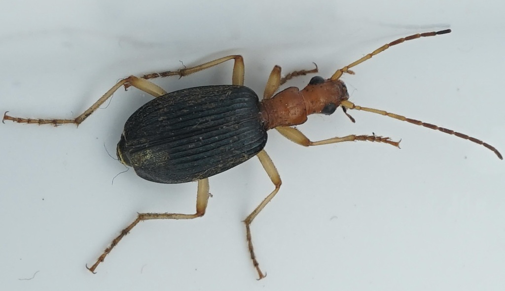Brachinus stenoderus from 日本、〒386-0033 長野県上田市御所 on March 23, 2026 at 09 ...