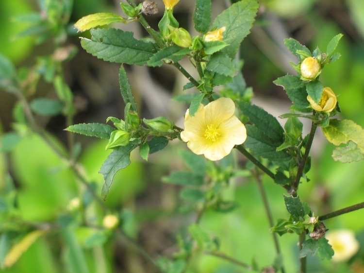 Spinyhead Sida from Smith's, Bermuda on March 23, 2007 at 04:13 PM by ...