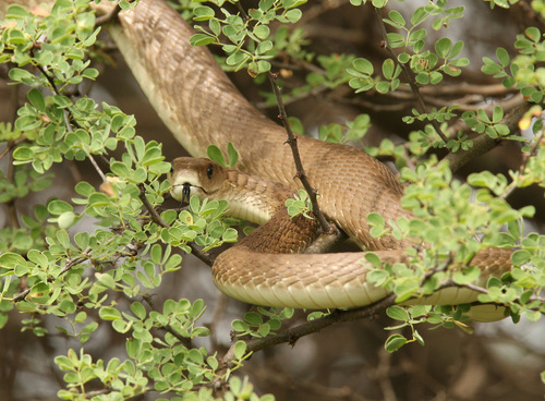 Elapid Snakes (Elapidae) - Snakes and Lizards