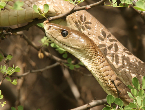 Elapid Snakes (Elapidae) - Snakes and Lizards