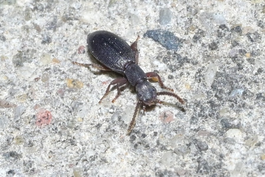 Dichillus sanguinipes from 中国北京市海淀区 on March 23, 2026 at 09:07 PM by 红梅 ...