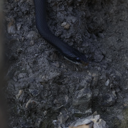 Colubrid Snakes (Colubridae) - Snakes and Lizards