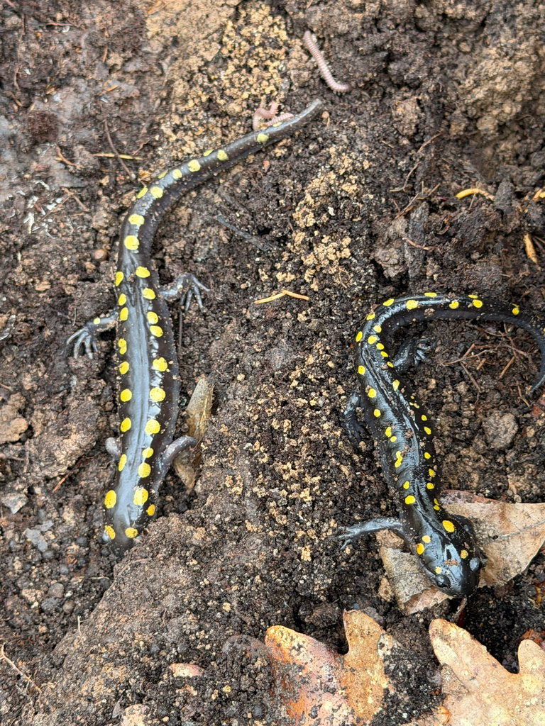 Spotted Salamander in March 2026 by Matthew. Double flip!! · iNaturalist