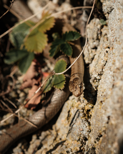 Colubrid Snakes (Colubridae) - Snakes and Lizards
