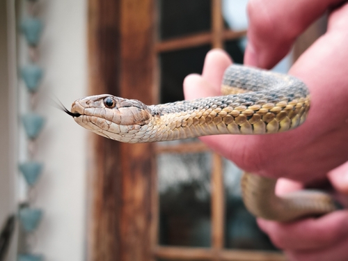 Colubrid Snakes (Colubridae) - Snakes and Lizards