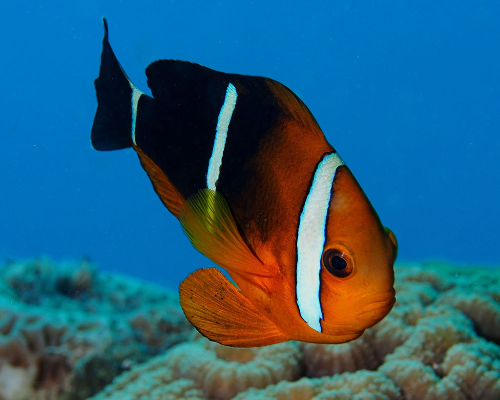 Three-band Anemonefish (Amphiprion tricinctus) - Marine Life Identification