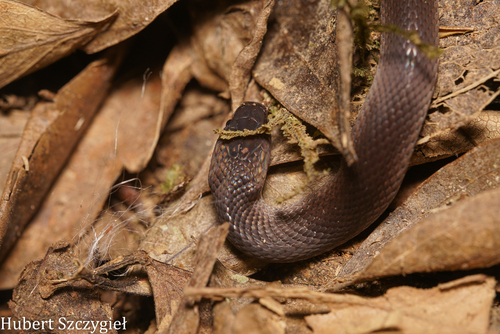 Colubrid Snakes (Colubridae) - Snakes and Lizards