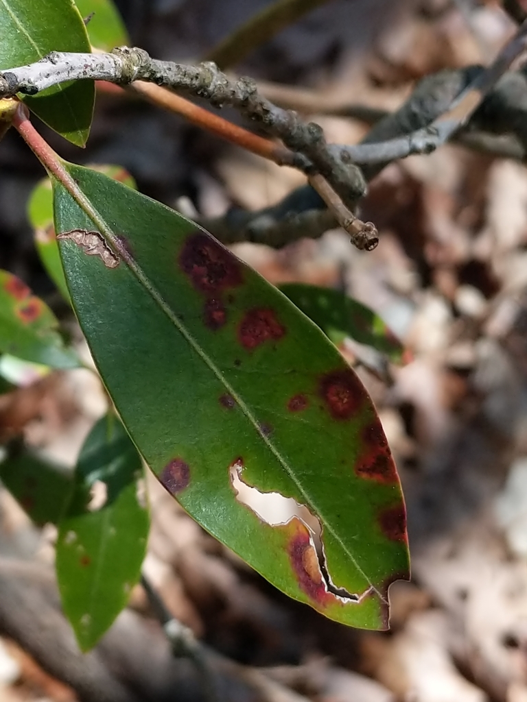Mountain Laurel Leaf Blight from Polk Township, PA, USA on March 5 ...
