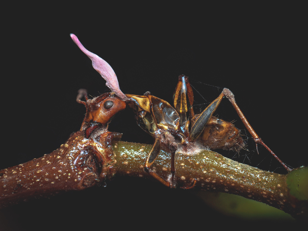 Ophiocordyceps kimflemingiae from Lake Rabon Dr, Laurens, SC, US on ...