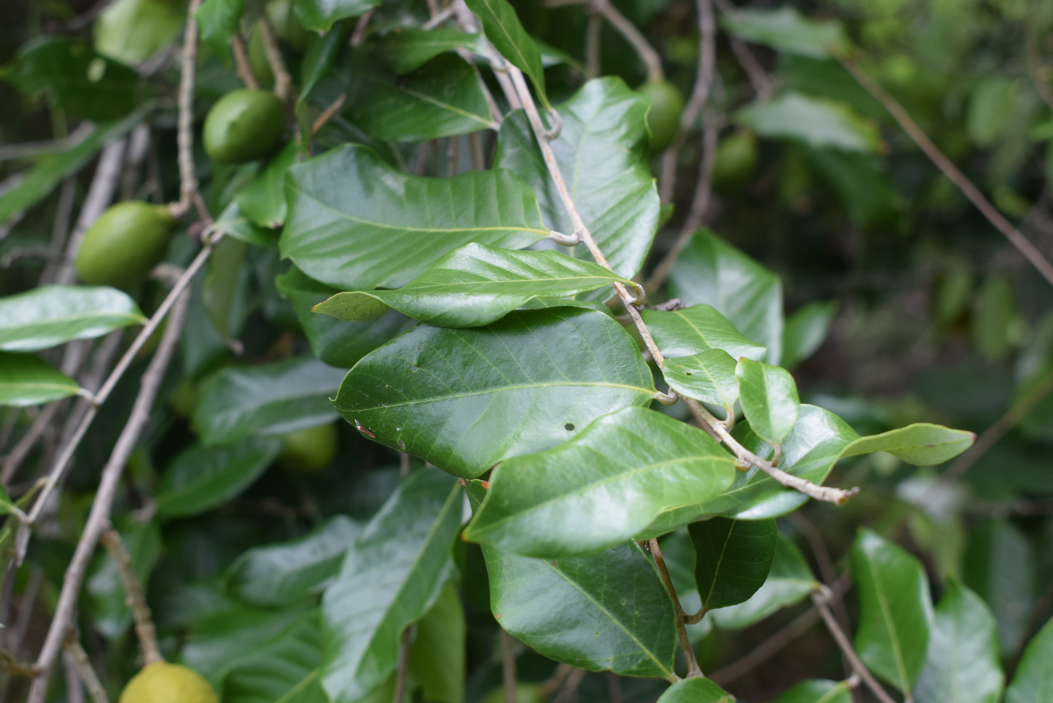 Couepia polyandra (Kunth) Rose