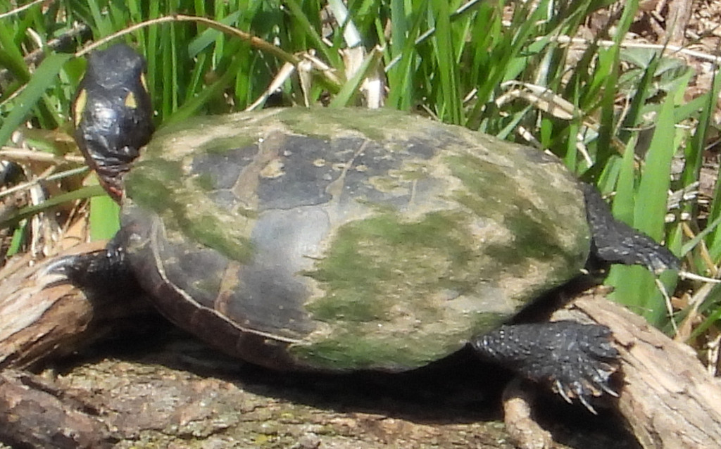 Eastern Painted Turtle from Lake Artemesia, College Park, MD, USA on ...