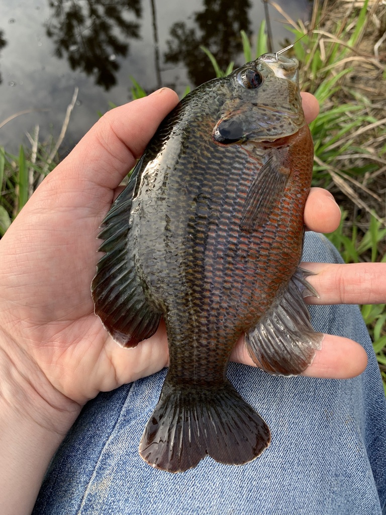 Redspotted Sunfish from Mobile County, AL, USA on March 10, 2026 at 09: ...