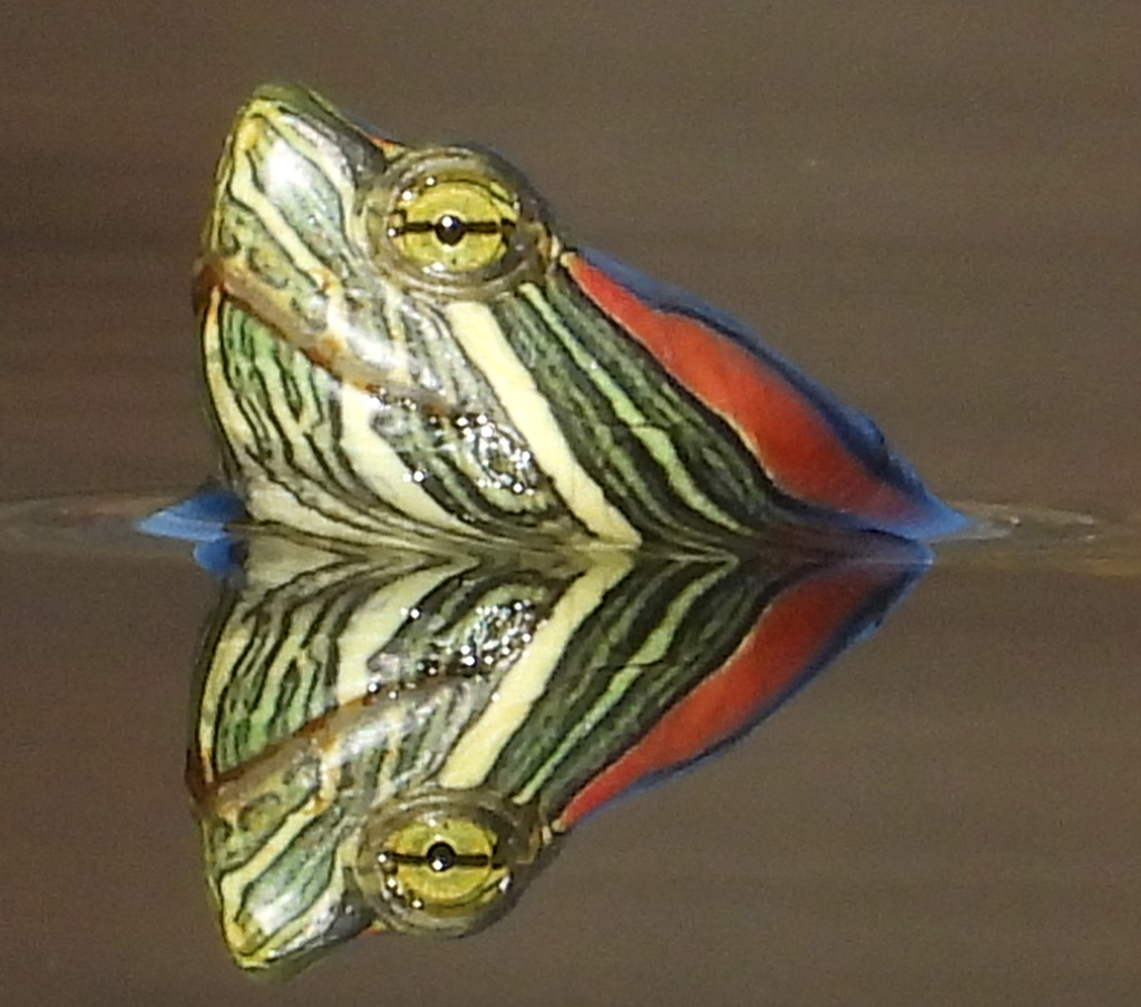 Red-eared Slider from Riderwood Village, Gracefield Road, Silver Spring ...