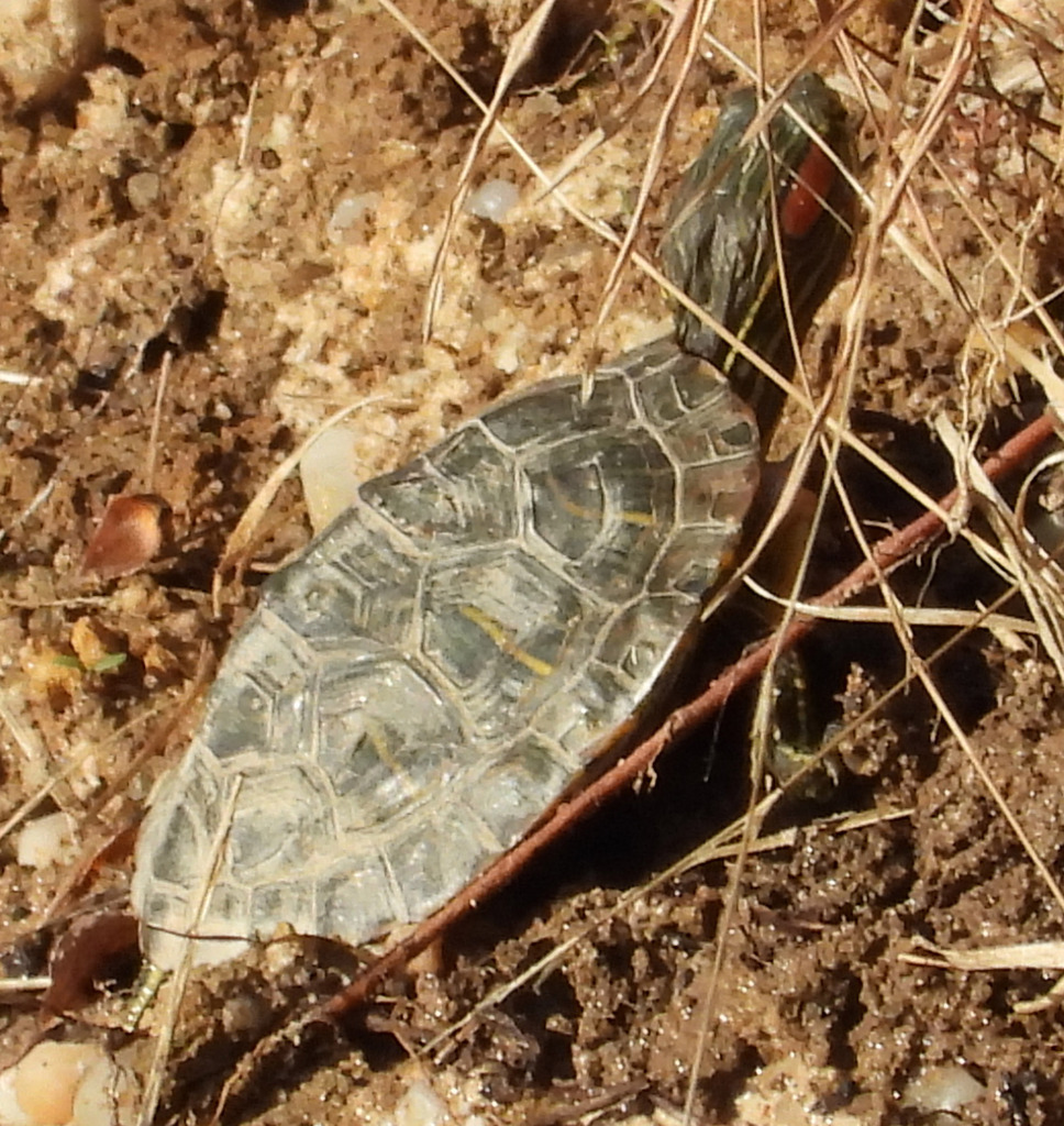 Red-eared Slider from Riderwood Village, Gracefield Road, Silver Spring ...