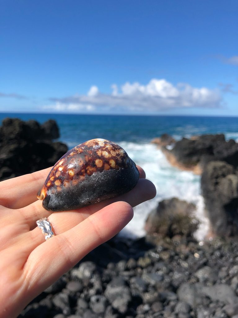 Humpback Cowry from Manukai St, Keauhou, HI, US on December 27, 2019 at ...