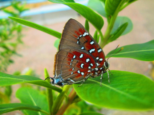 Brangas rambutorum · iNaturalist
