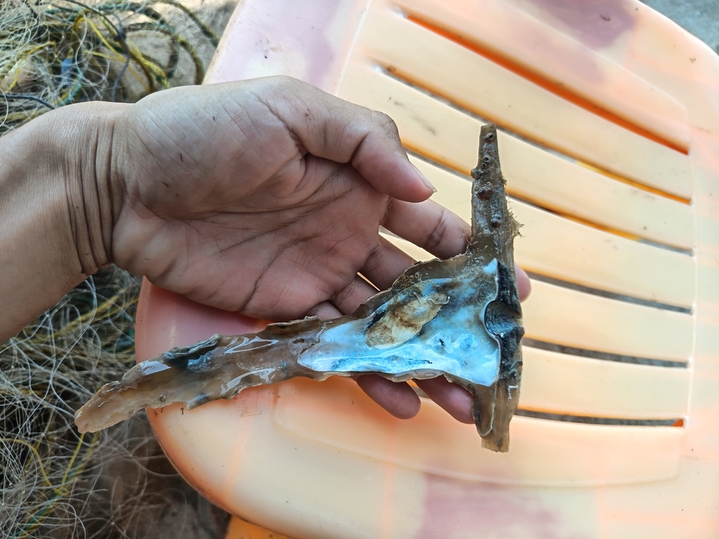 Malleus from Yazhou District, Sanya, Hainan, China on March 20, 2026 at ...