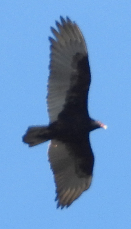 Turkey Vulture from Silver Spring, MD, USA on March 22, 2026 at 11:14 ...