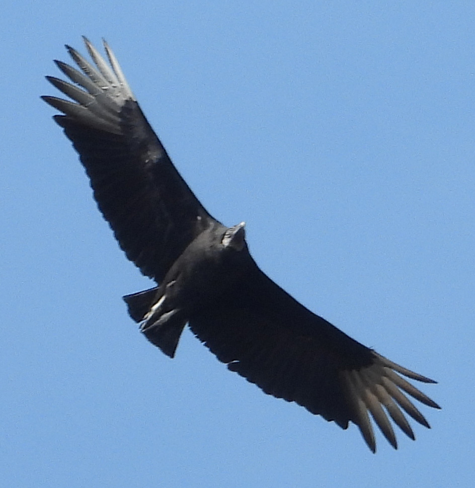 Black Vulture from Silver Spring, MD, USA on March 22, 2026 at 11:14 AM ...