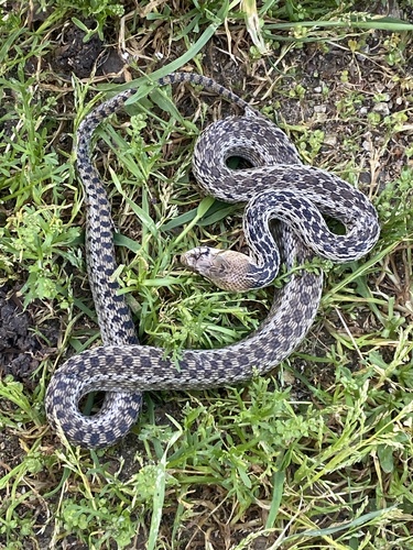 Colubrid Snakes (Colubridae) - Snakes and Lizards