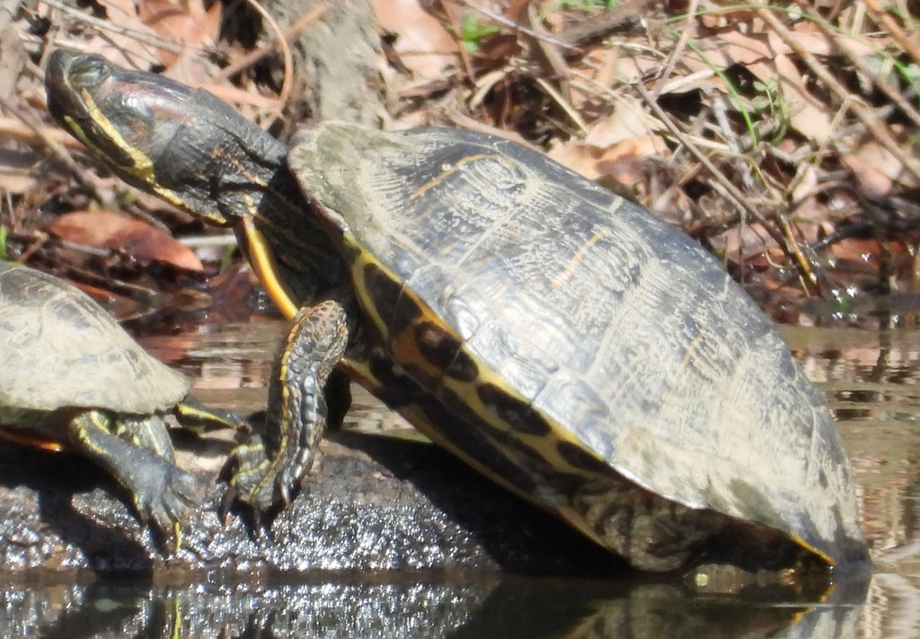 Red-eared Slider from Silver Spring, MD, USA on March 22, 2026 at 11:17 ...