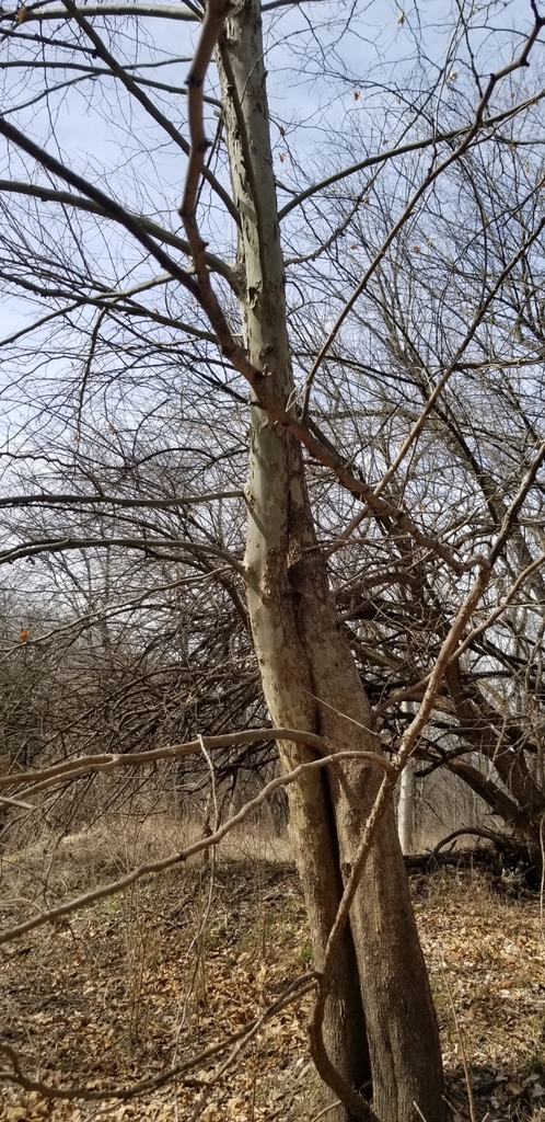 American sycamore from Robinson, KS 66532, USA on March 4, 2020 at 01: ...