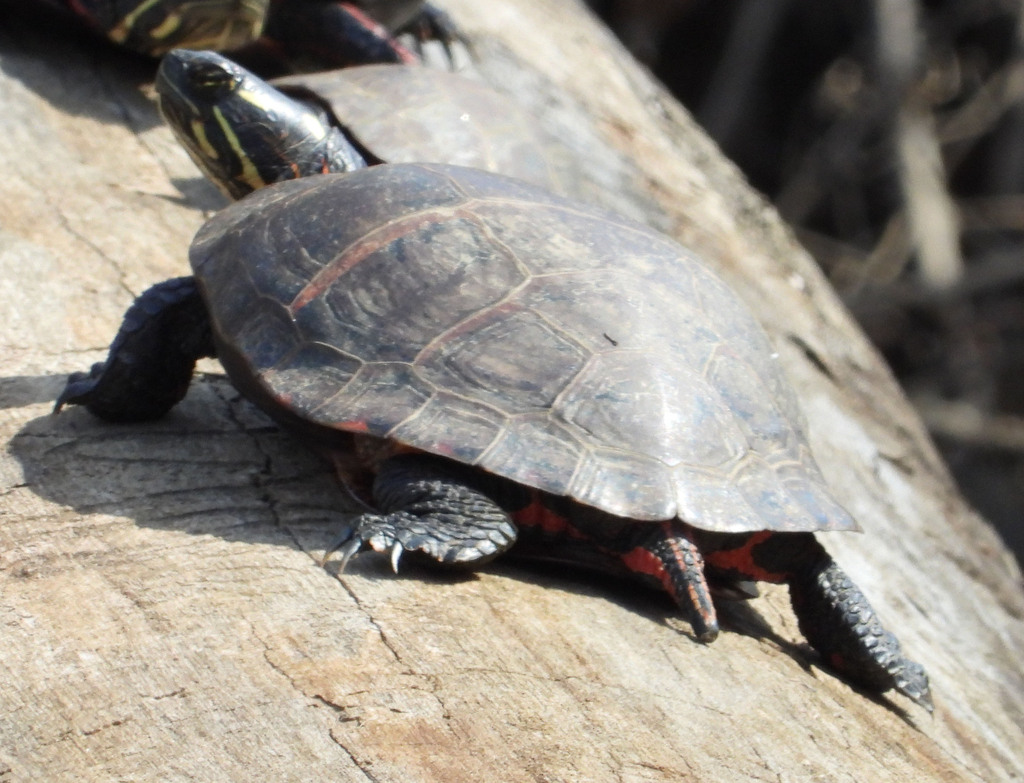 Eastern Painted Turtle from Forest Glen, Silver Spring, MD, USA on ...