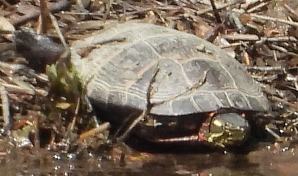 Eastern Painted Turtle from Kemp Mill, MD, USA on March 22, 2026 at 12: ...
