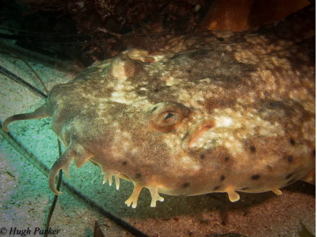 Wobbegongs (Orectolobidae) - Marine Life Identification