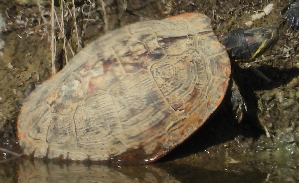 Red-eared Slider from FDA Blvd, Silver Spring, MD, USA on March 23 ...