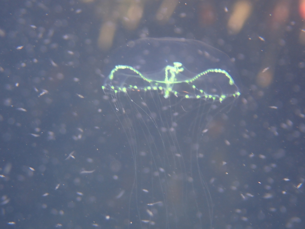 Thecate Hydroids from Port Adelaide SA 5015, Australia on February 25 ...
