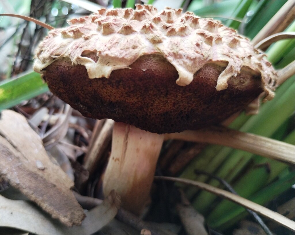 shaggy cap in March 2026 by adiantum_formosum. - Boletellus emodensis ...