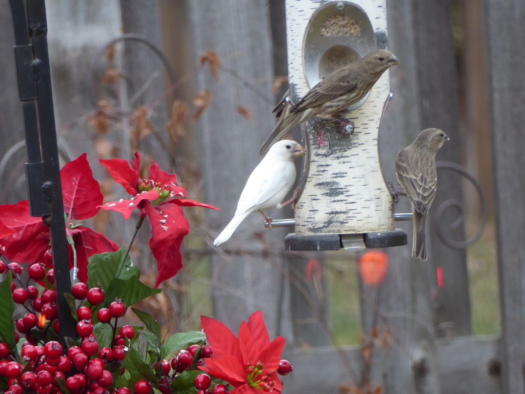 House Finch from 5451 Ptarmigan Cir, Boulder, CO 80301, USA on December ...