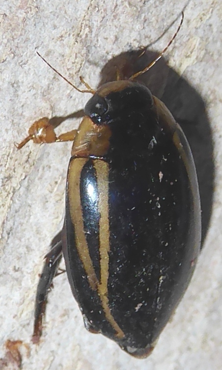 Hydaticus bipunctatus from Bo Kluea Nuea, Bo Kluea District, Nan ...