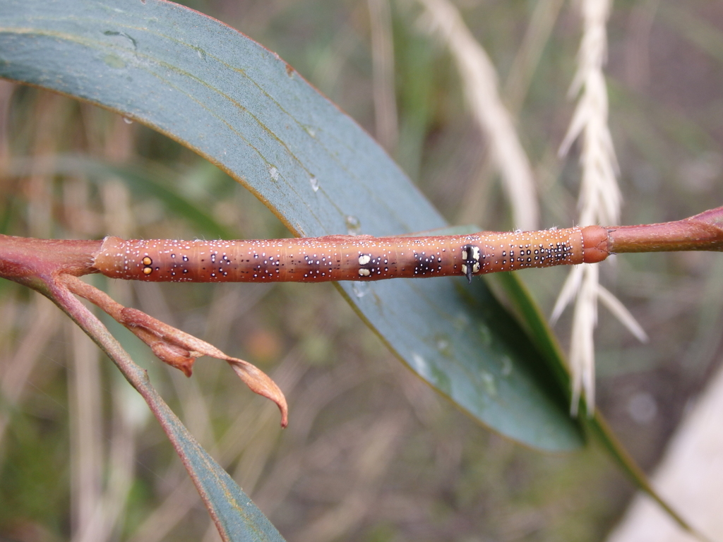 Pink-bellied Moth in March 2020 by Graeme Rigg. Larvae on Pin Cushion ...