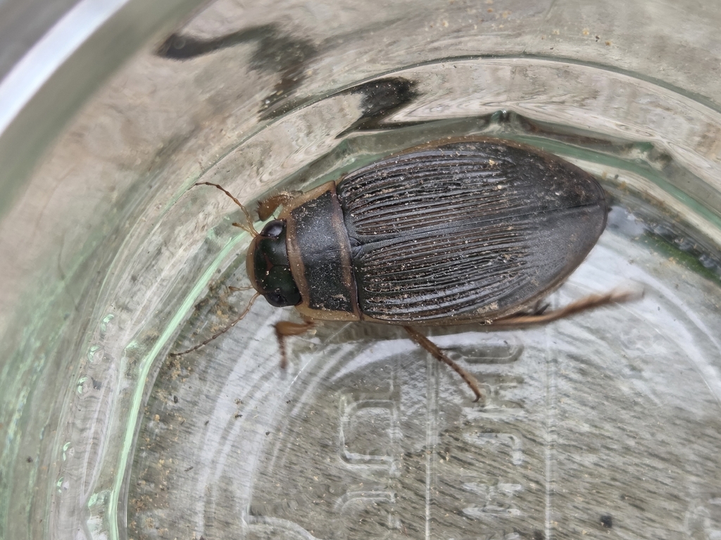 Dytiscus marginalis marginalis from 24 Pohnsdorf, Deutschland on March ...
