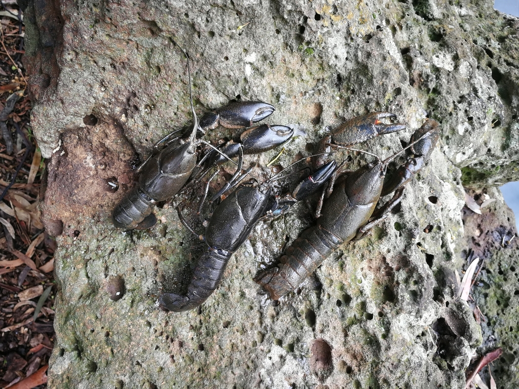 Common Yabby in March 2020 by chenhanlin · iNaturalist