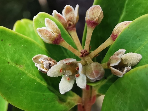 Embelia angustifolia · iNaturalist