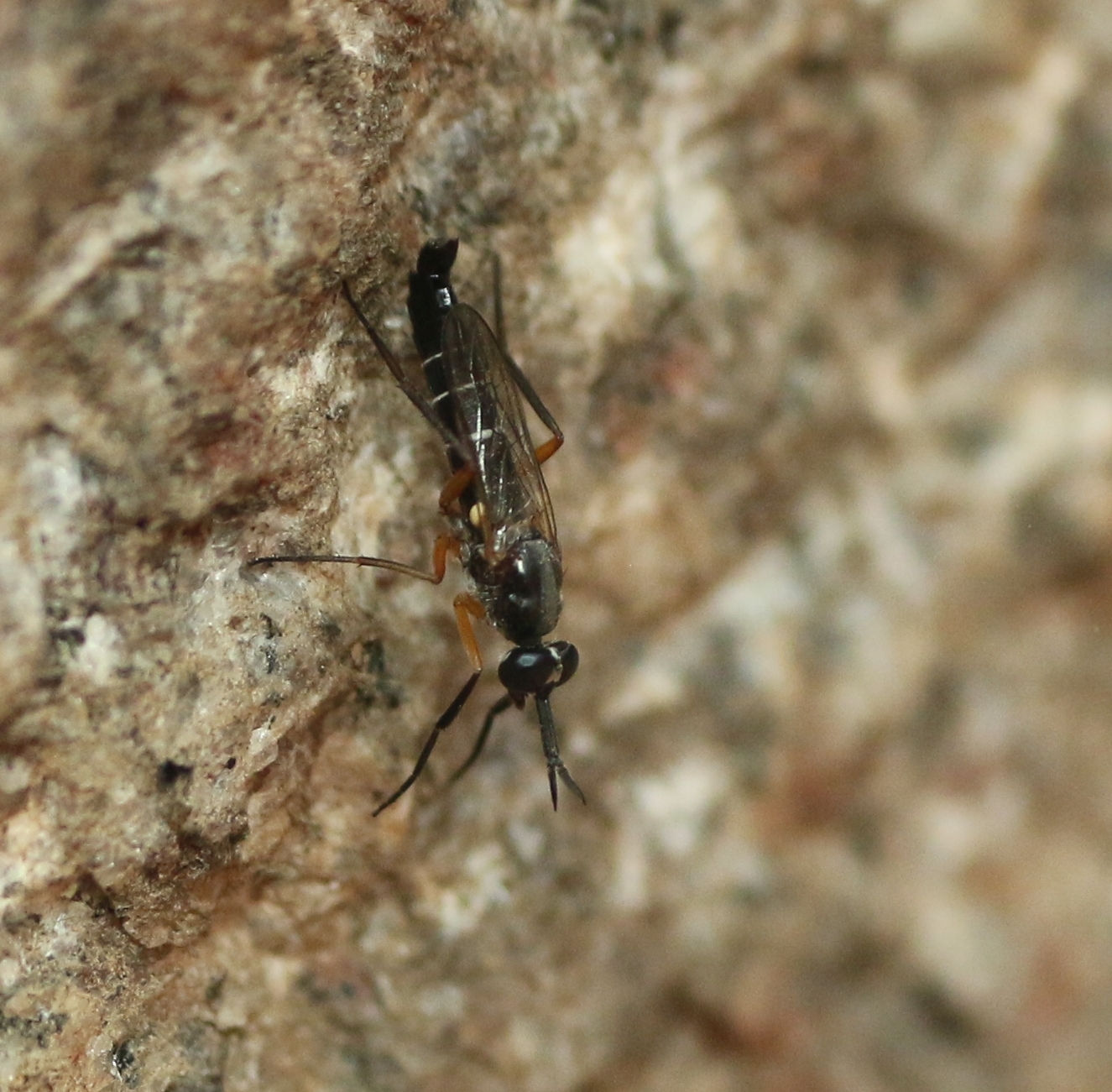 Phycus brunneus (Wiedemann, 1824)