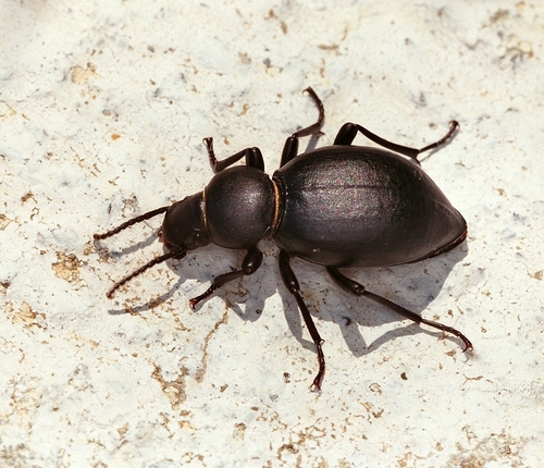 Tentyria rotundata · iNaturalist