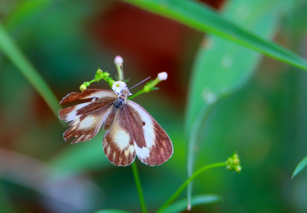 Small Orange Tip from North Uthungulu, South Africa on February 20 ...