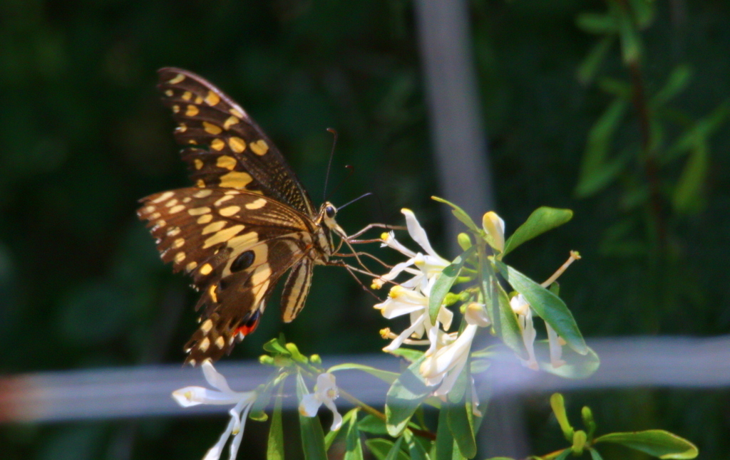 Citrus Swallowtail from North Uthungulu, South Africa on February 20 ...