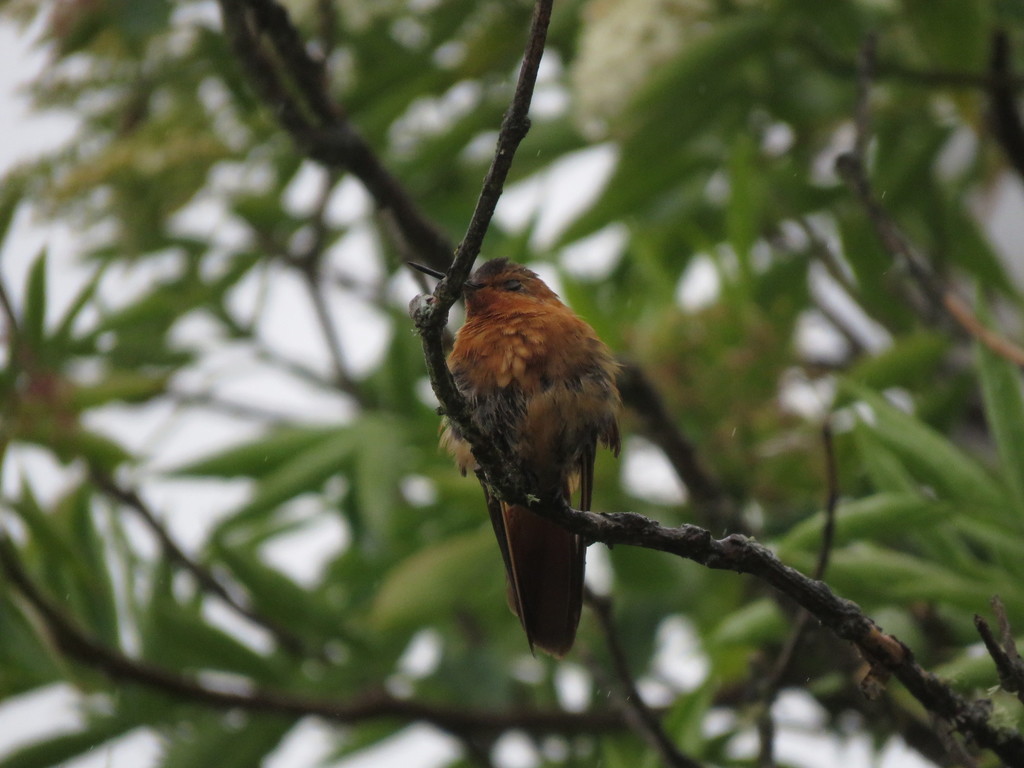 Colibrí cobrizo (Guia de Aves del Sendero Vicachá) · iNaturalist