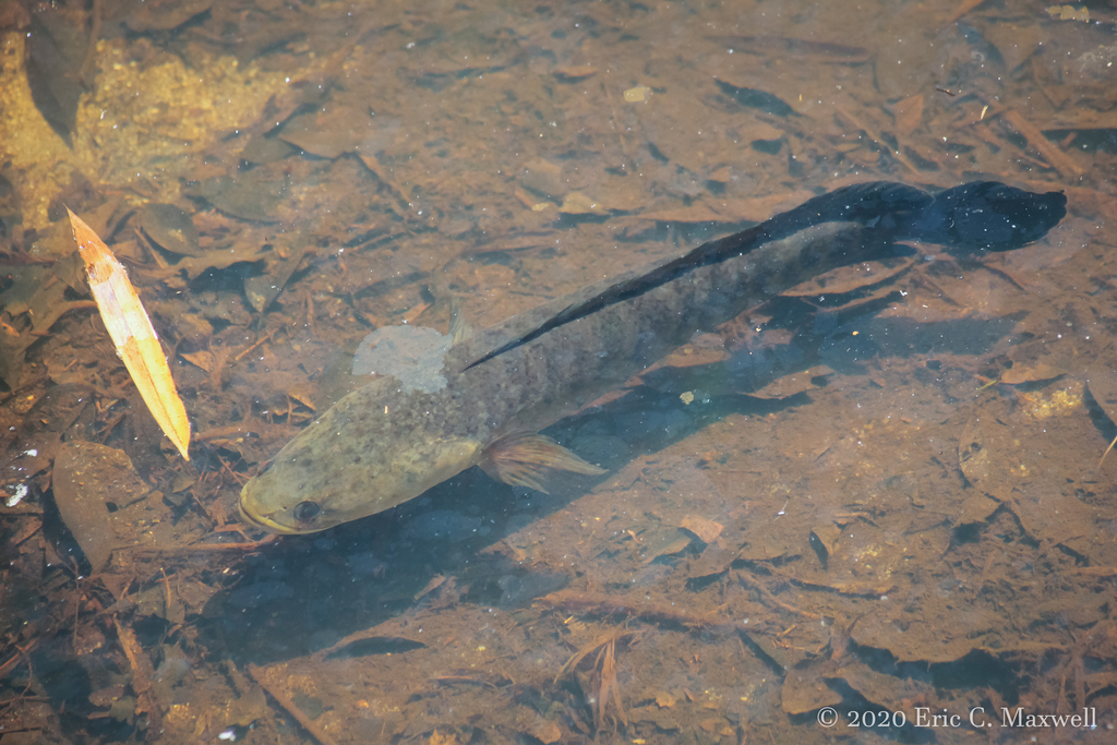 Striped Snakehead (Channa striata) - Marine Life Identification