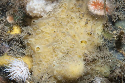 Lissodendoryx jenjonesae · iNaturalist