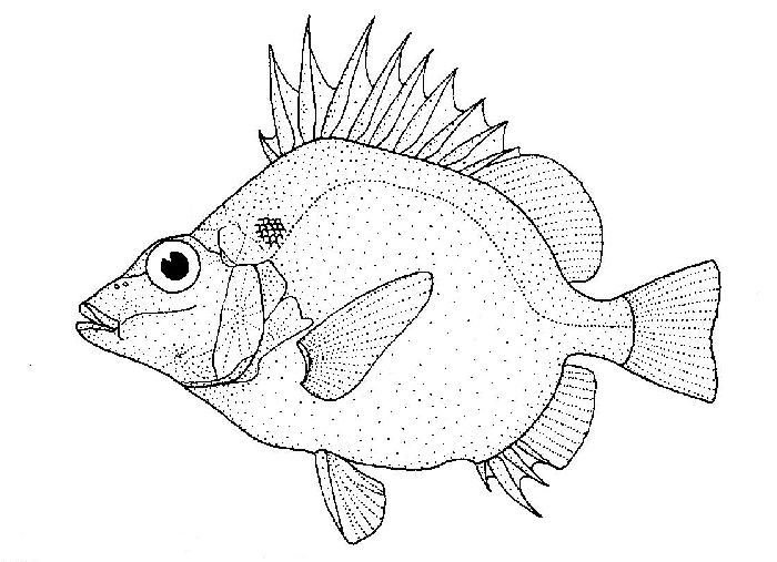 Japanese armorhead (Pentaceros japonicus) - Marine Life Identification